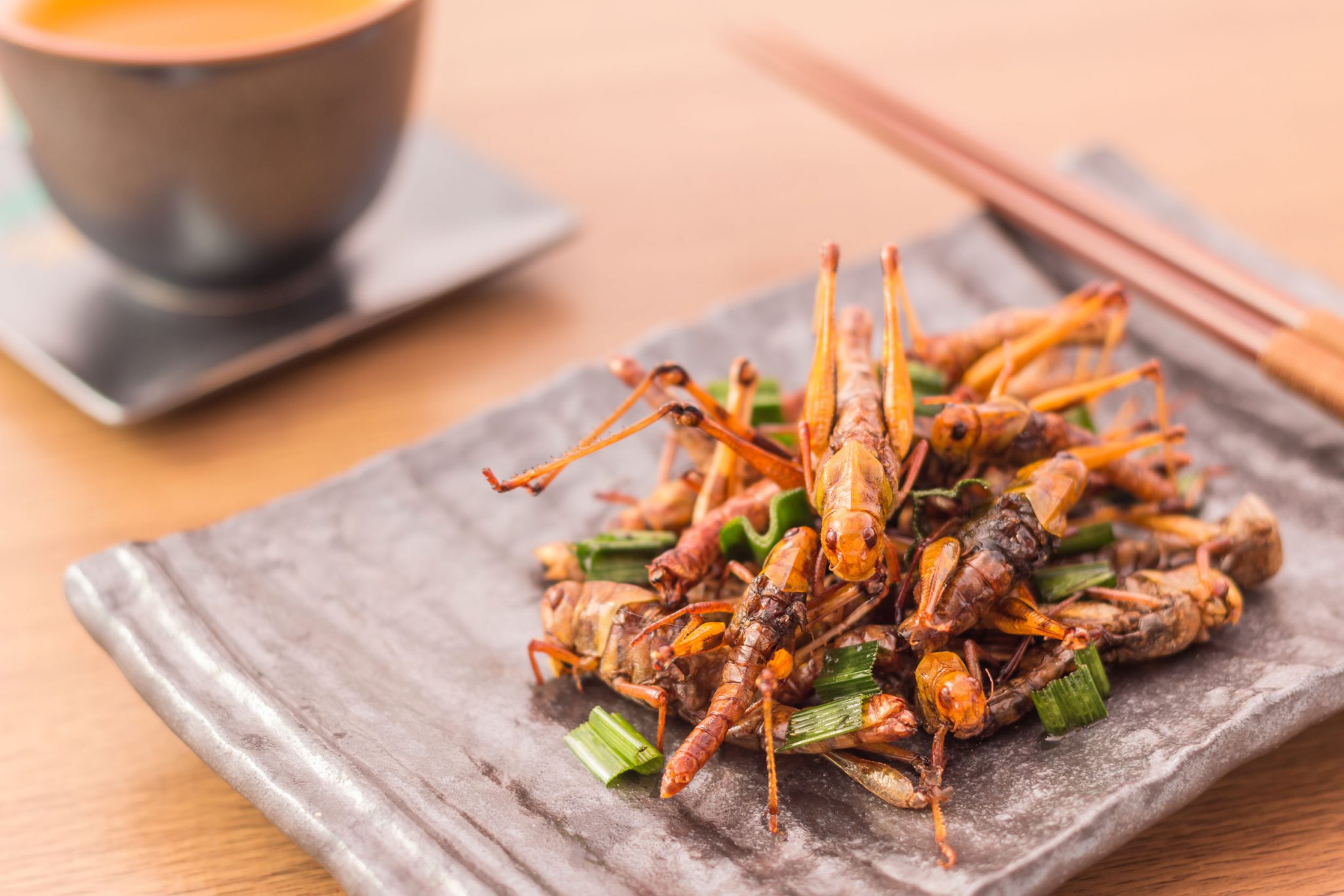 Insekten | Delikatesse | Fleischalternative | STRASSER Steine